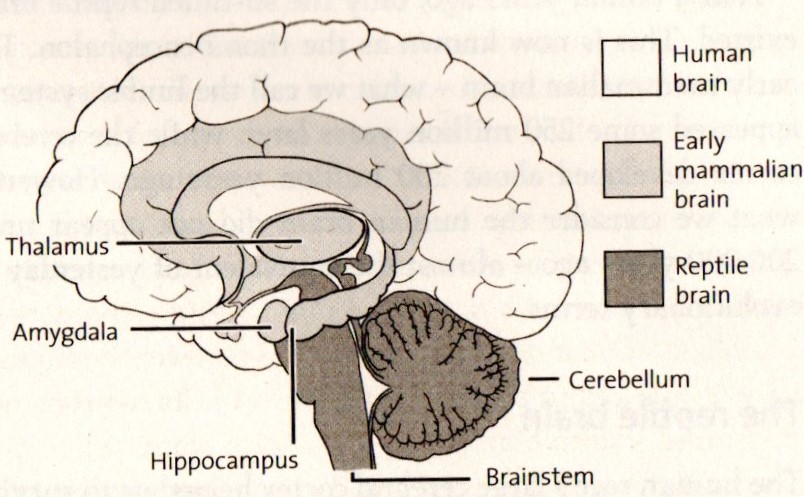 How humans emerged in their present form – Your Nudge
